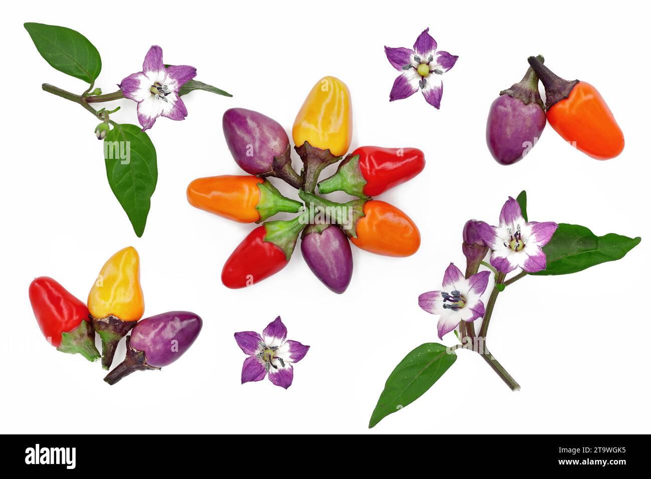 composition of fresh small colorful chili peppers and purple chili ...