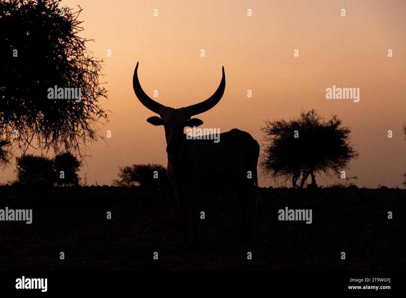 Kauri cows of lake chad are an endemic specie of this site Stock Photo ...