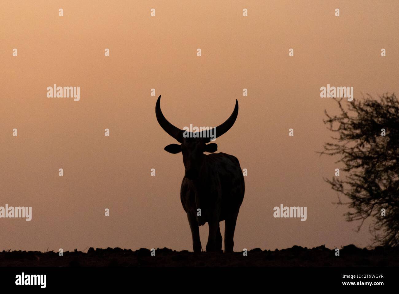 Kauri cows of lake chad are an endemic specie of this site Stock Photo ...
