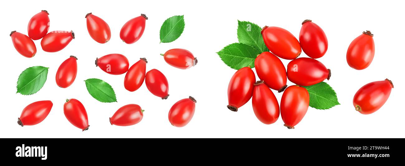 Rose hip isolated on a white background with full depth of field. Top ...