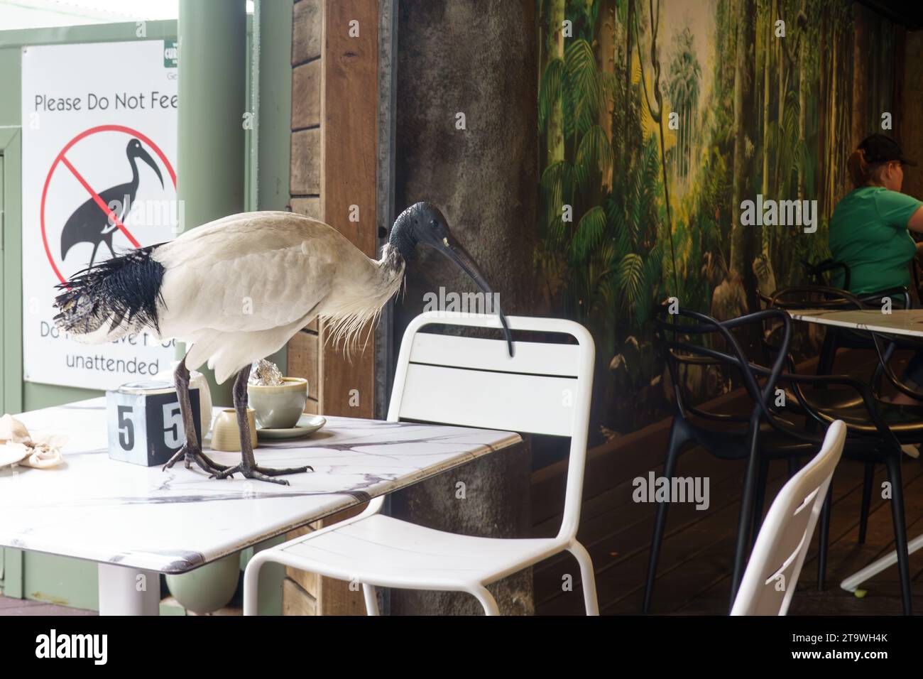 White ibis on cafe table scavenging for leftovers Stock Photo - Alamy