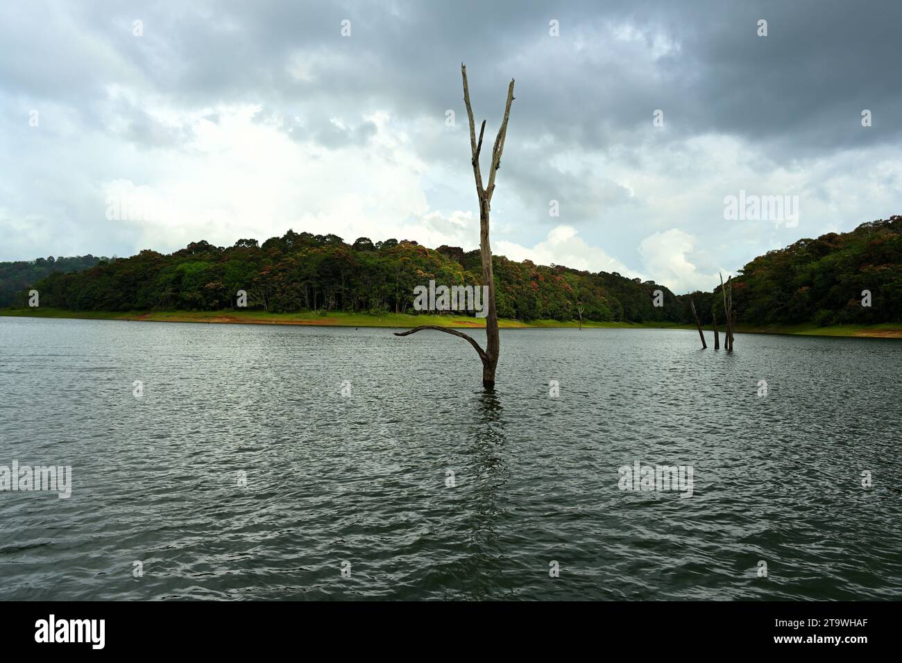V shaped tree hi-res stock photography and images - Alamy