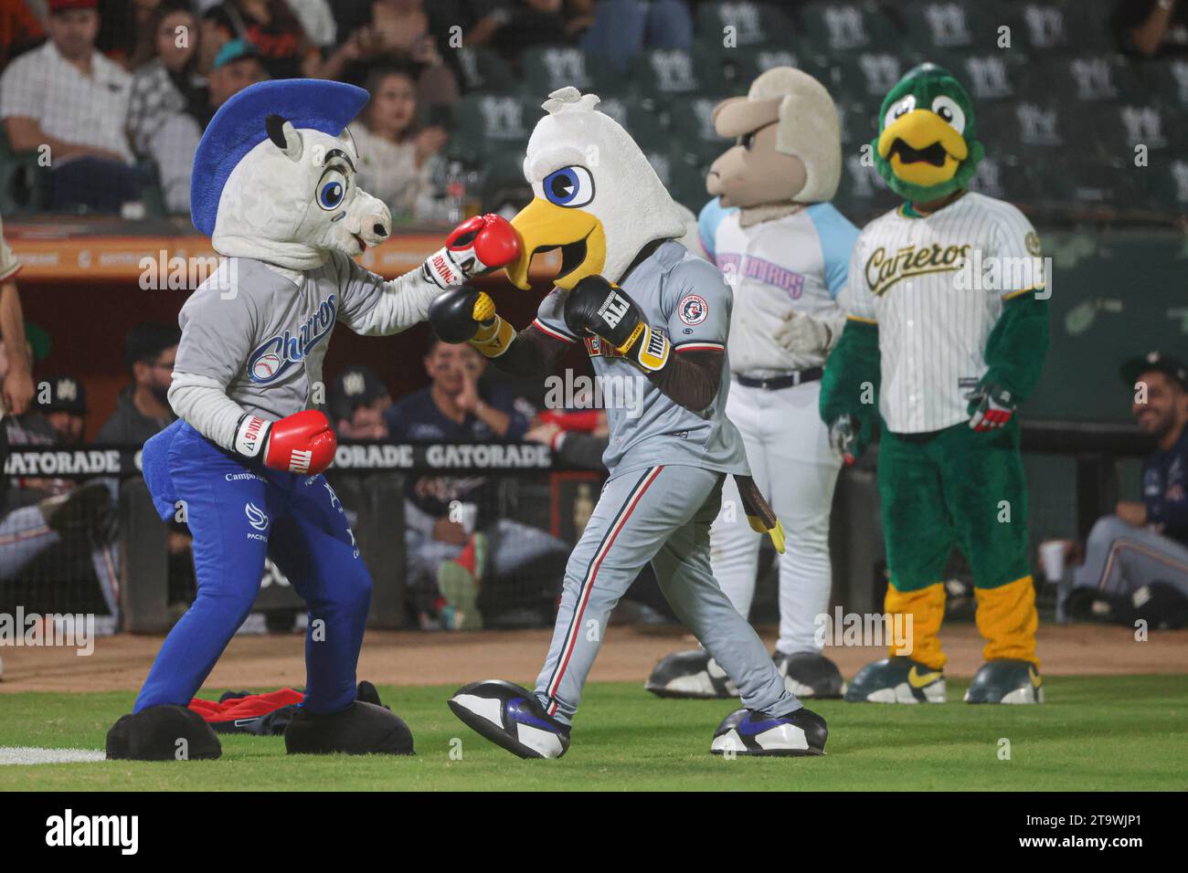 HERMOSILLO, MEXICO - NOVEMBER 26: Mascots present a boxing act, during ...