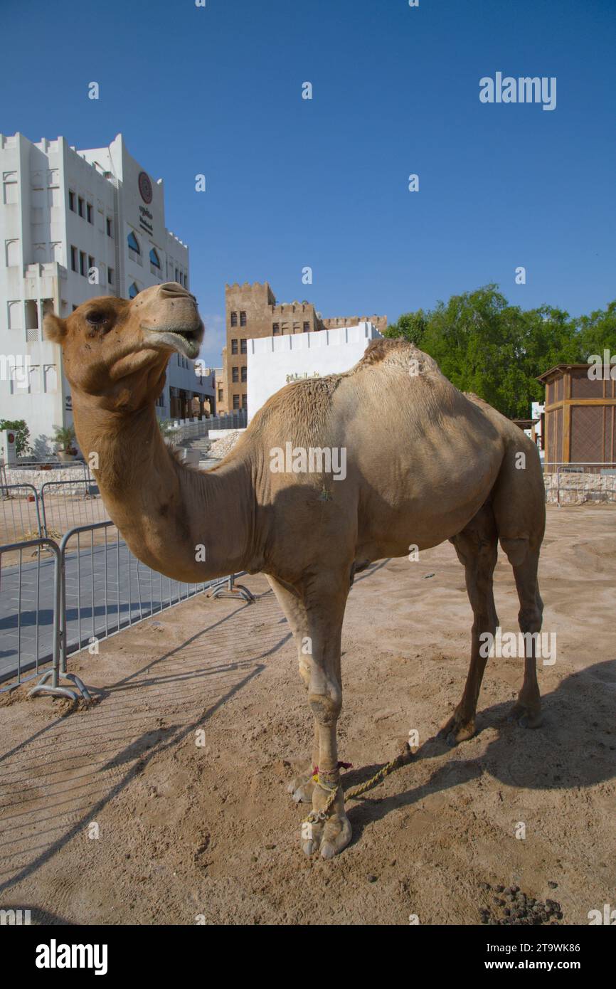 Camel in qatar hi-res stock photography and images - Alamy