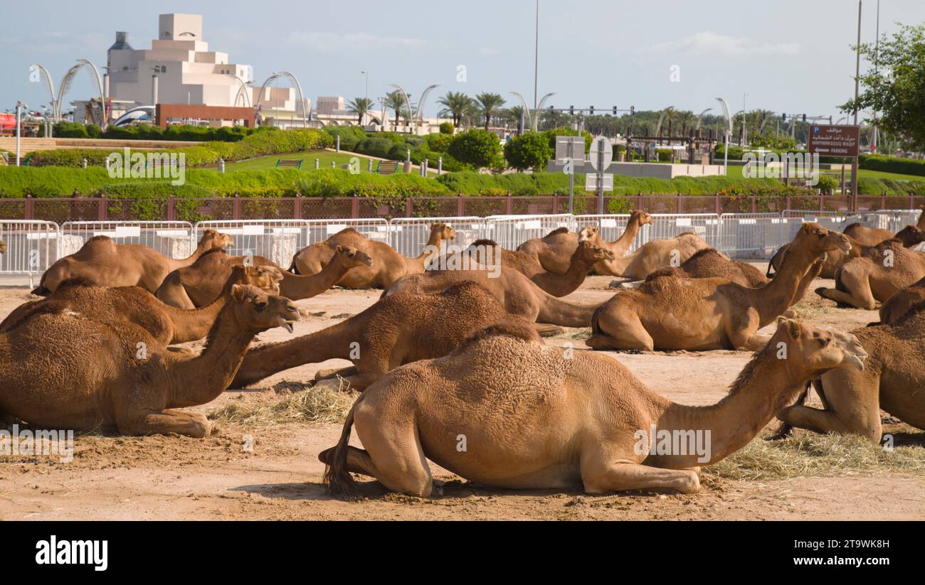 Camel in qatar hi-res stock photography and images - Alamy