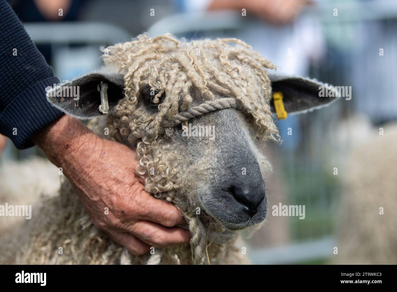 Teeswater sheep being showed at the Wensleydale show, Cumbria, UK Stock ...