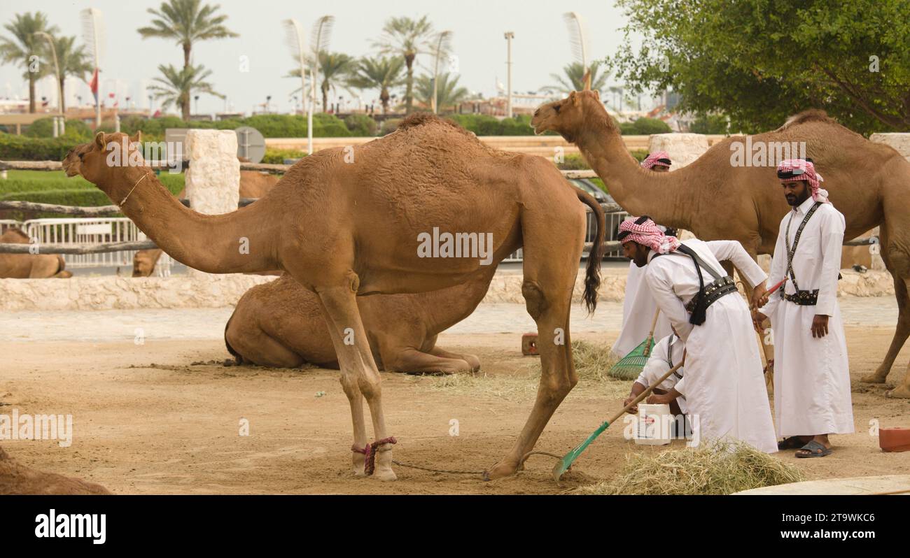 Qatar, Doha, arabian camels, dromedary, caretakers Stock Photo - Alamy