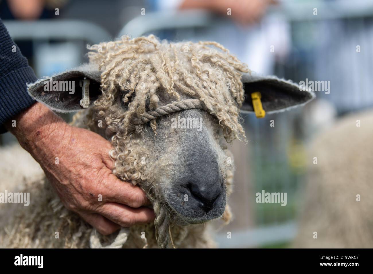 Teeswater sheep being showed at the Wensleydale show, Cumbria, UK Stock ...