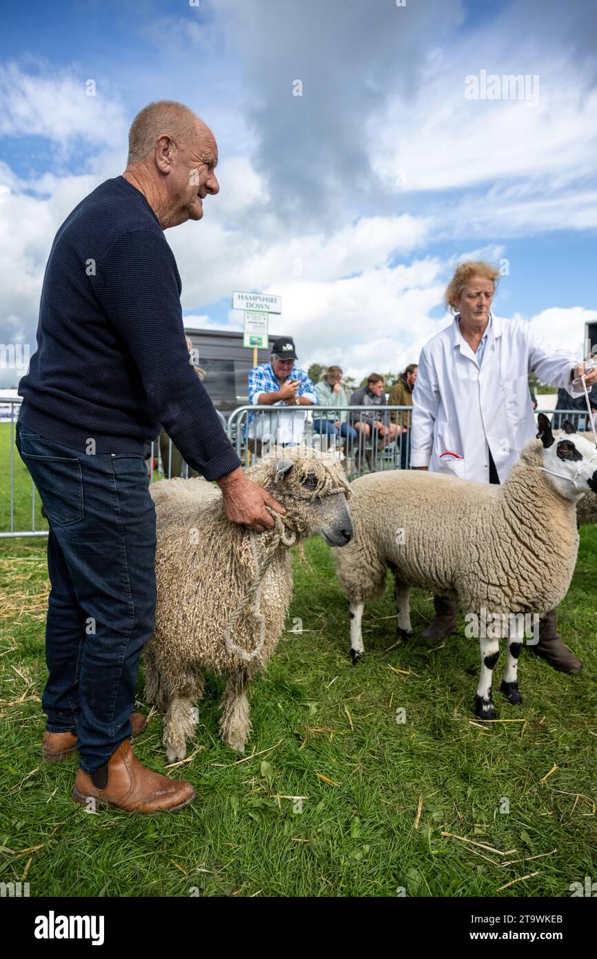 Teeswater sheep being showed at the Wensleydale show, Cumbria, UK Stock ...