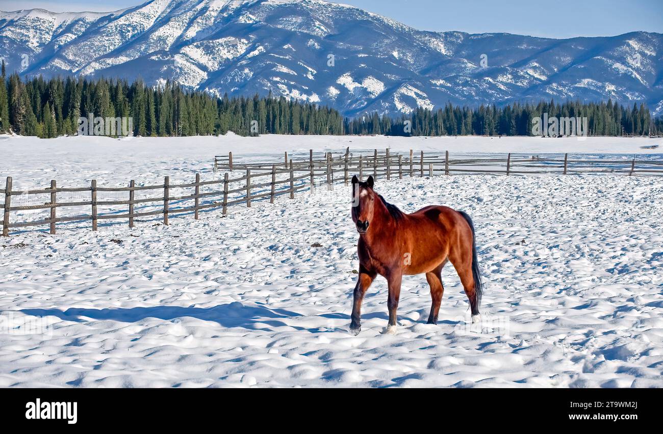 Montana horse hi-res stock photography and images - Alamy
