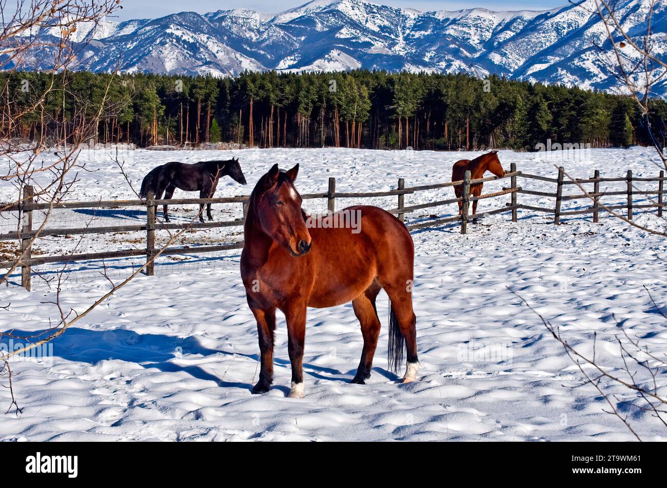 Horses on a snow-covered ranch in Bozeman Stock Photo - Alamy