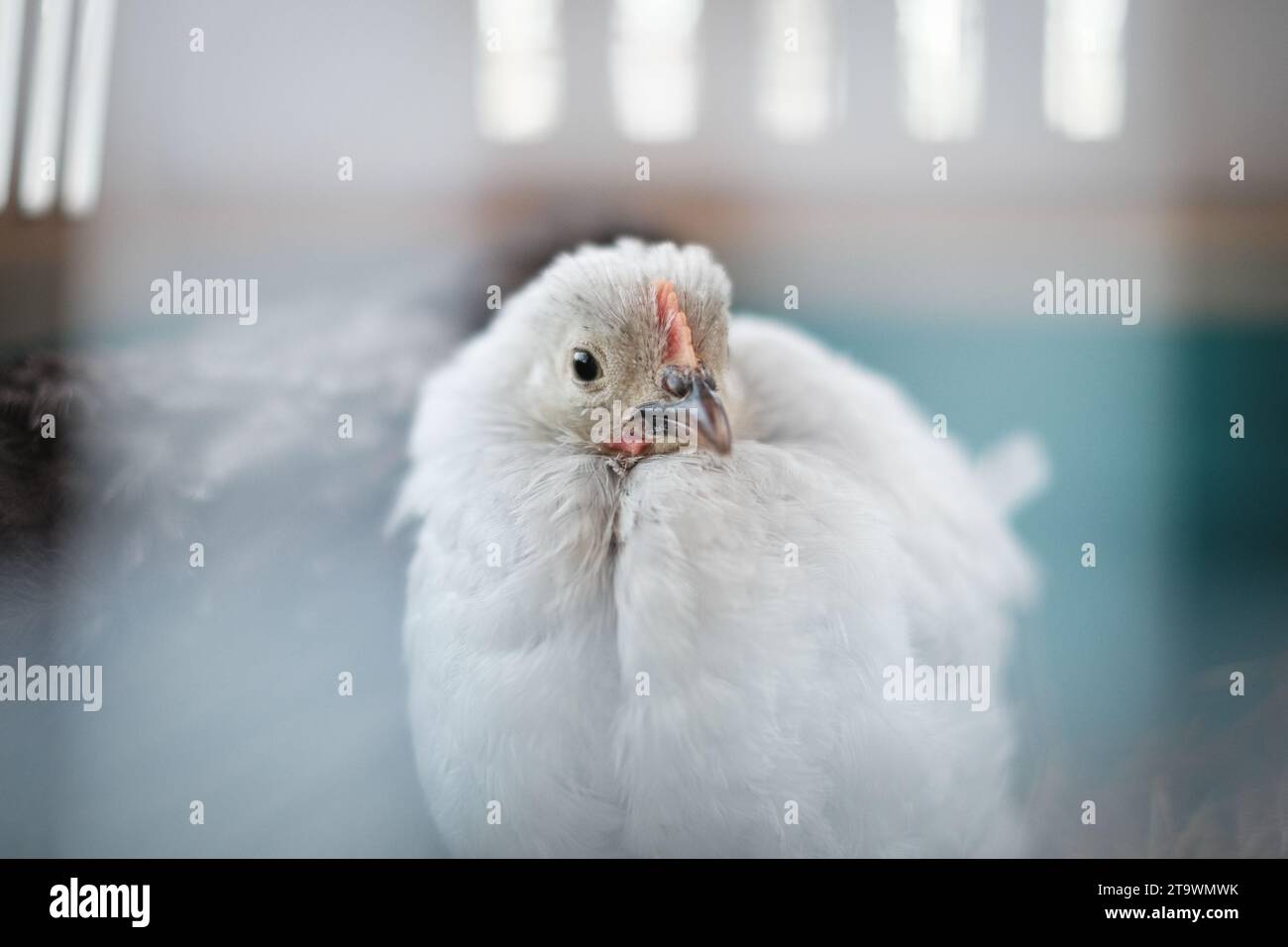 Young cockerel hi-res stock photography and images - Alamy