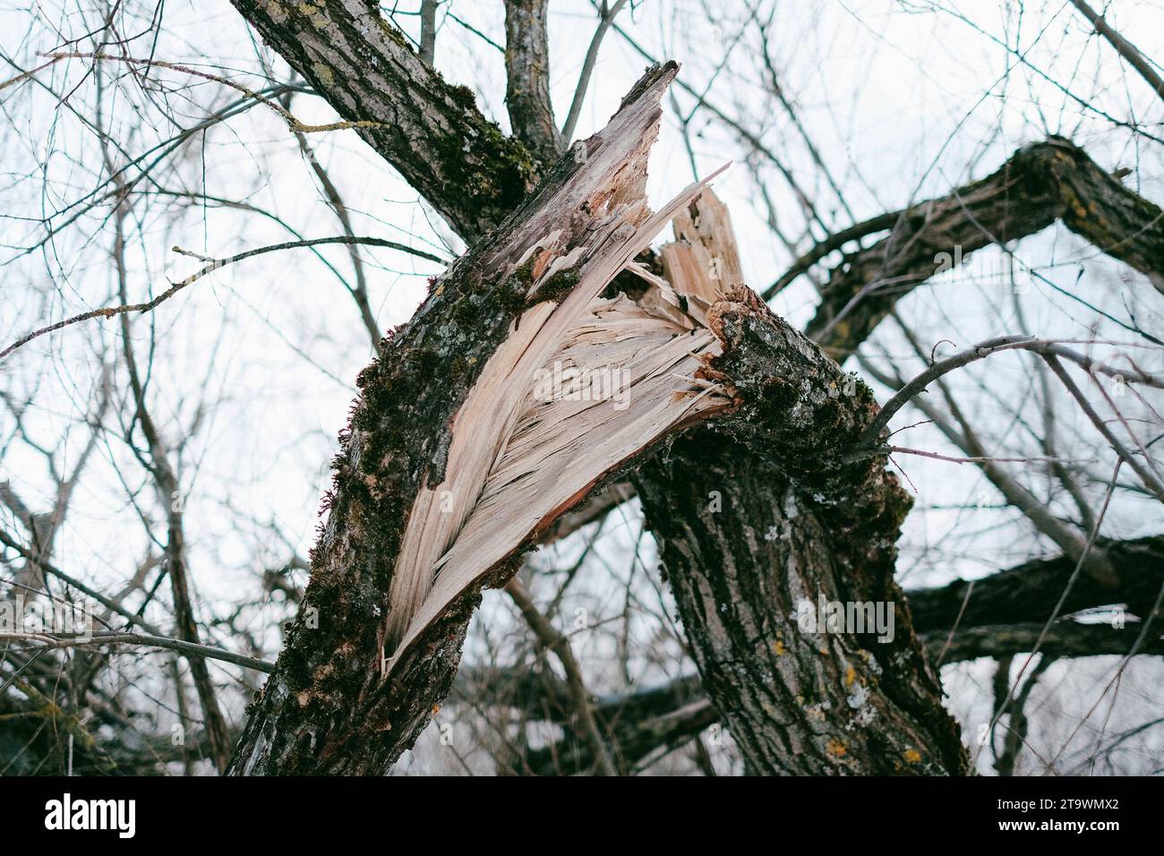 Broken tree hi-res stock photography and images - Alamy