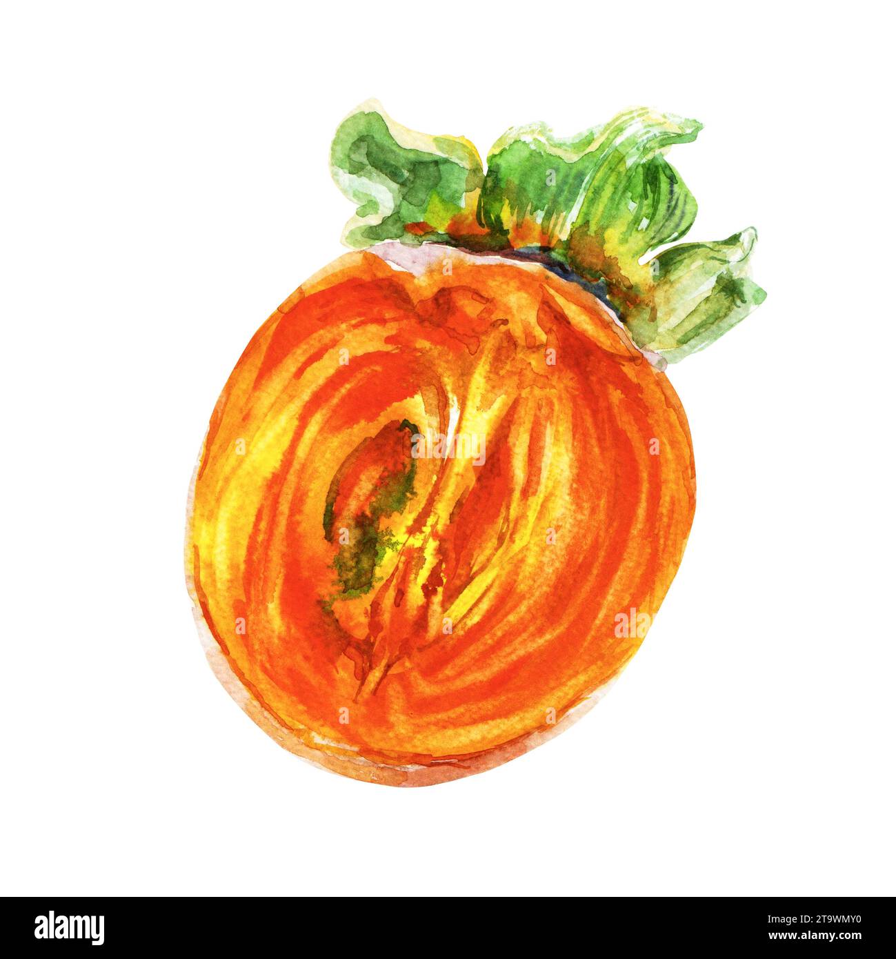 Hand drawn watercolor persimmon, isolated on white background ...