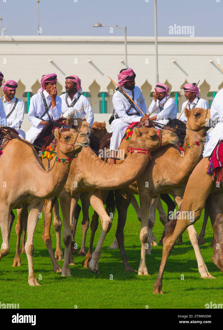 Qatar, Doha, camel cavalry, arabian camels, dromedary, people Stock ...