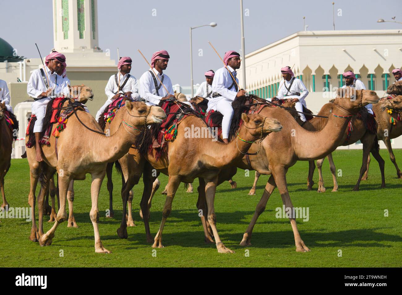 Qatar, Doha, camel cavalry, arabian camels, dromedary, people Stock ...