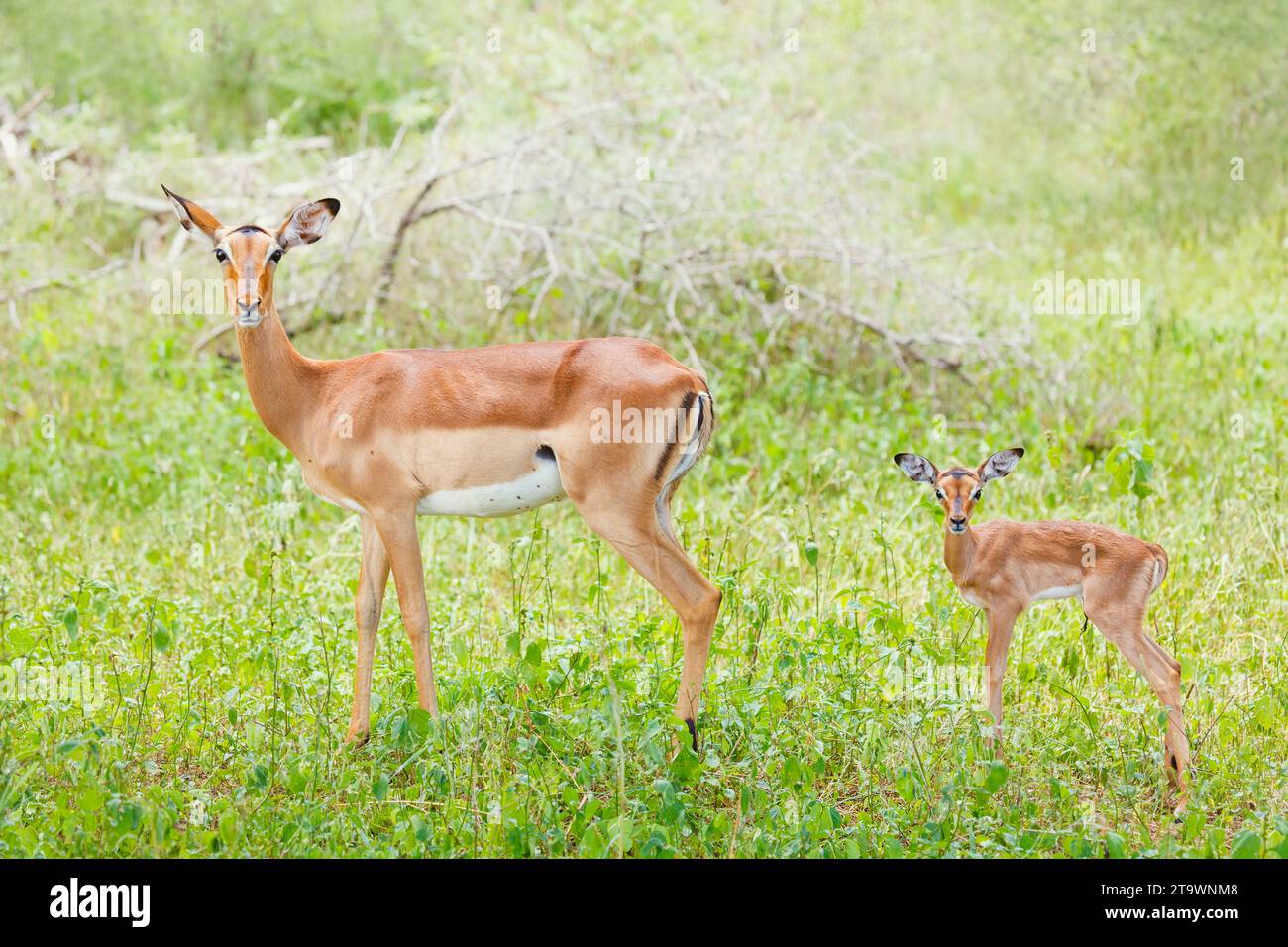 Impala, Aepyceros melampus, mother, female, newborn, baby, Kruger ...