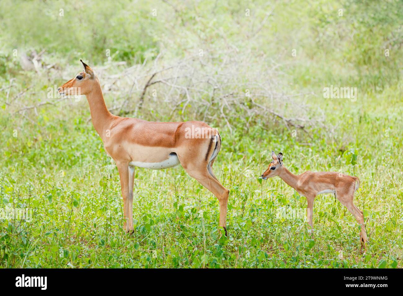 Impala young kruger national hi-res stock photography and images - Alamy