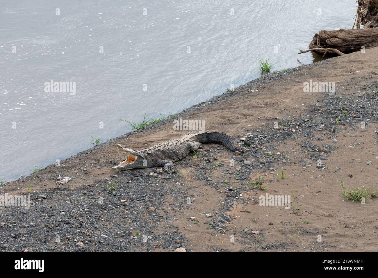 Crocodile with an open mouth in the sand under Costa Rica's famous ...