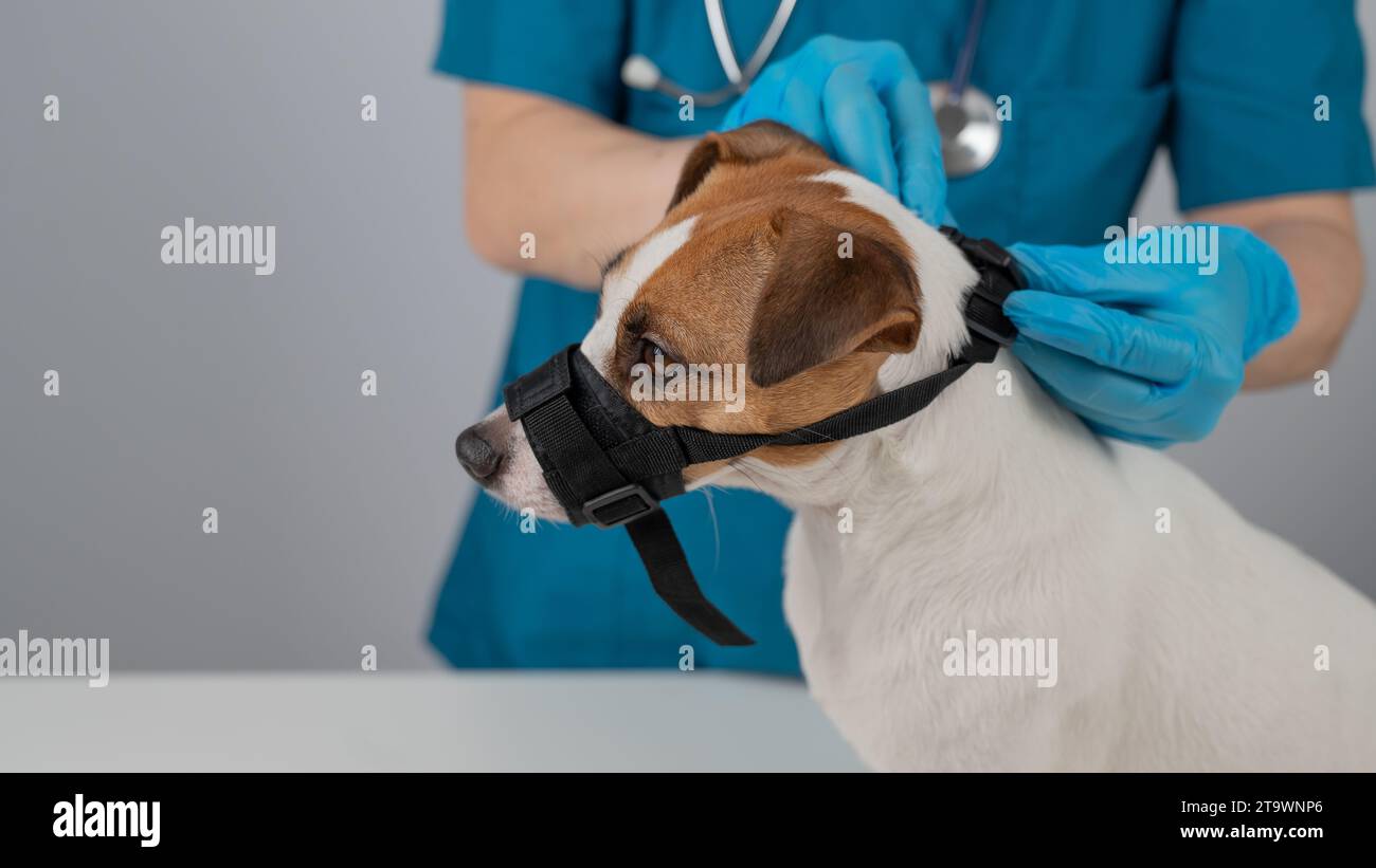 A veterinarian puts a cloth muzzle on a Jack Russell Terrier dog Stock ...
