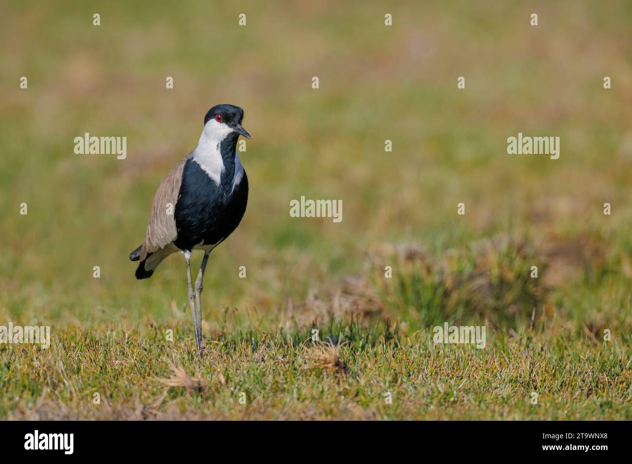 Spur-winged Lapwing (Vanellus spinosus) foraging in Cyprus Stock Photo ...