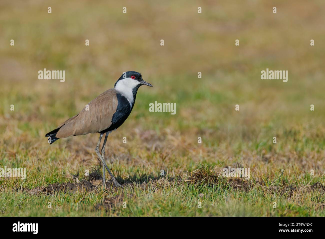 Spur-winged Lapwing, Vanellus spinosus, foraging, Cyprus, wader ...