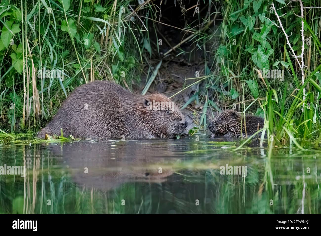 Young, Beaver, Castor fiber, parent, juvenile, feeding, Hesse, Germany ...