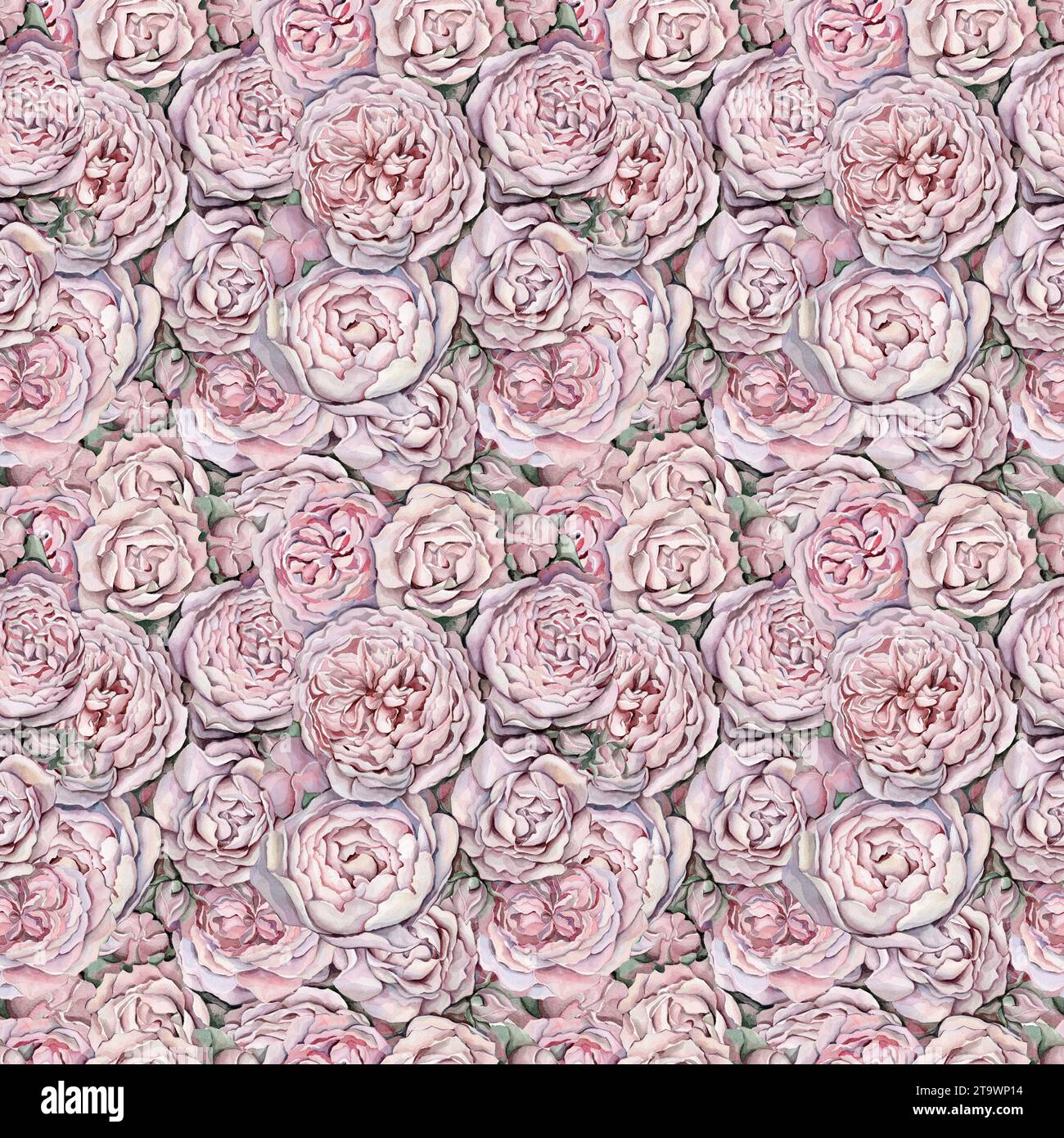 Seamless pattern with watercolor pink roses Stock Photo - Alamy