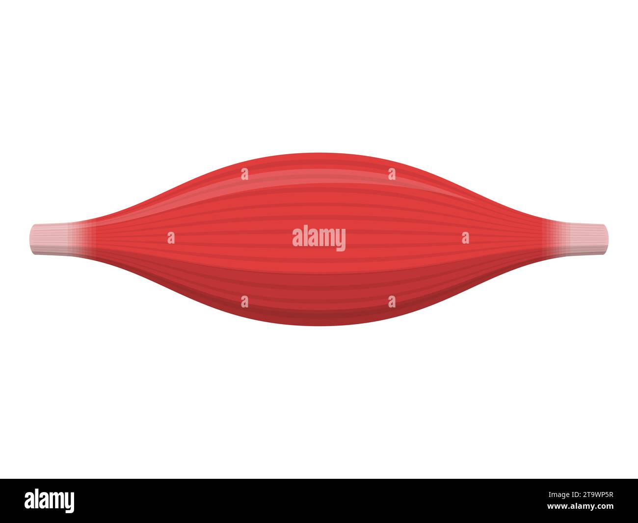 Muscle icon human internal organ anatomy healthcare medicine concept ...