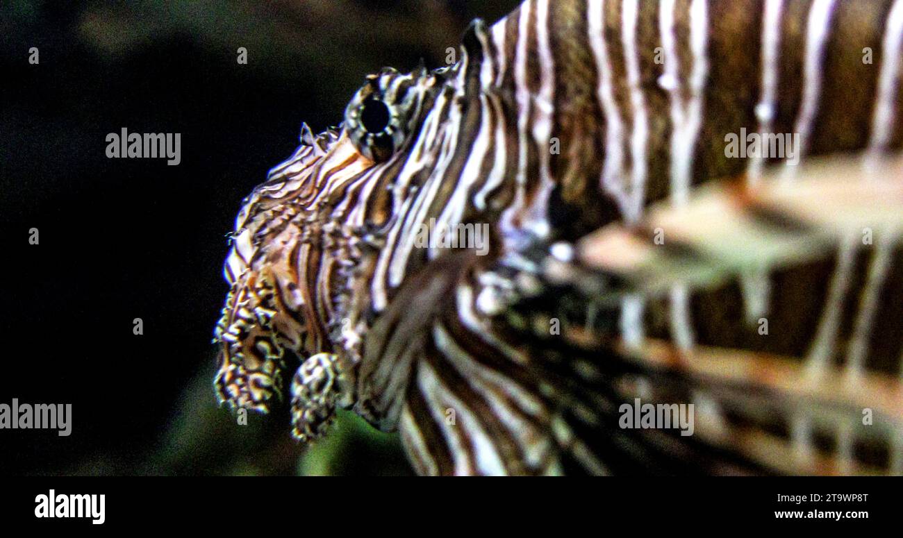 Beautiful and great specimen of the lionfish, also known erroneously as ...