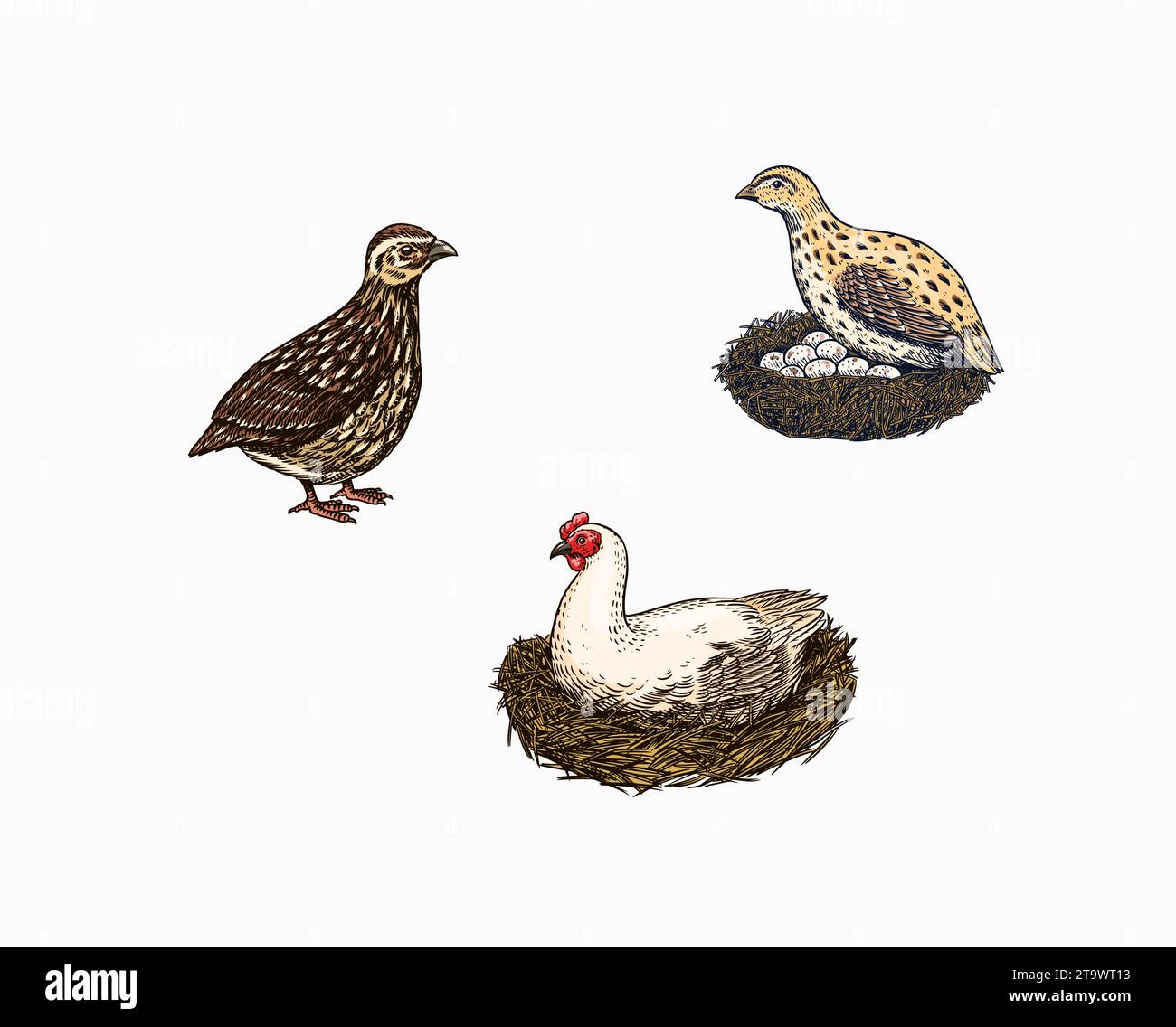 Domestic Chicken bird. Turkey guinea fowl goose duck quail. Hand drawn ...