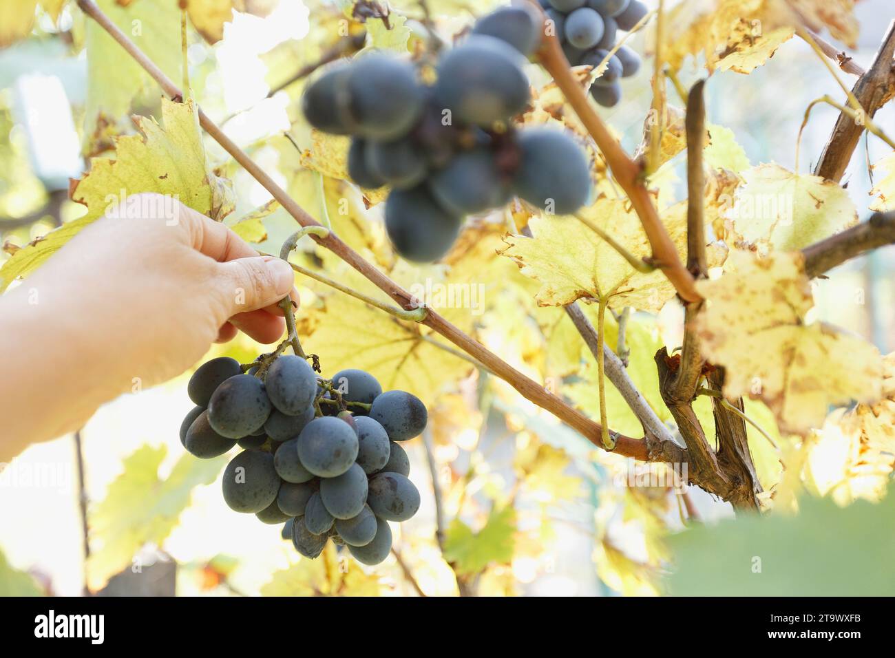 Harvesting blue grape by the woman Stock Photo - Alamy