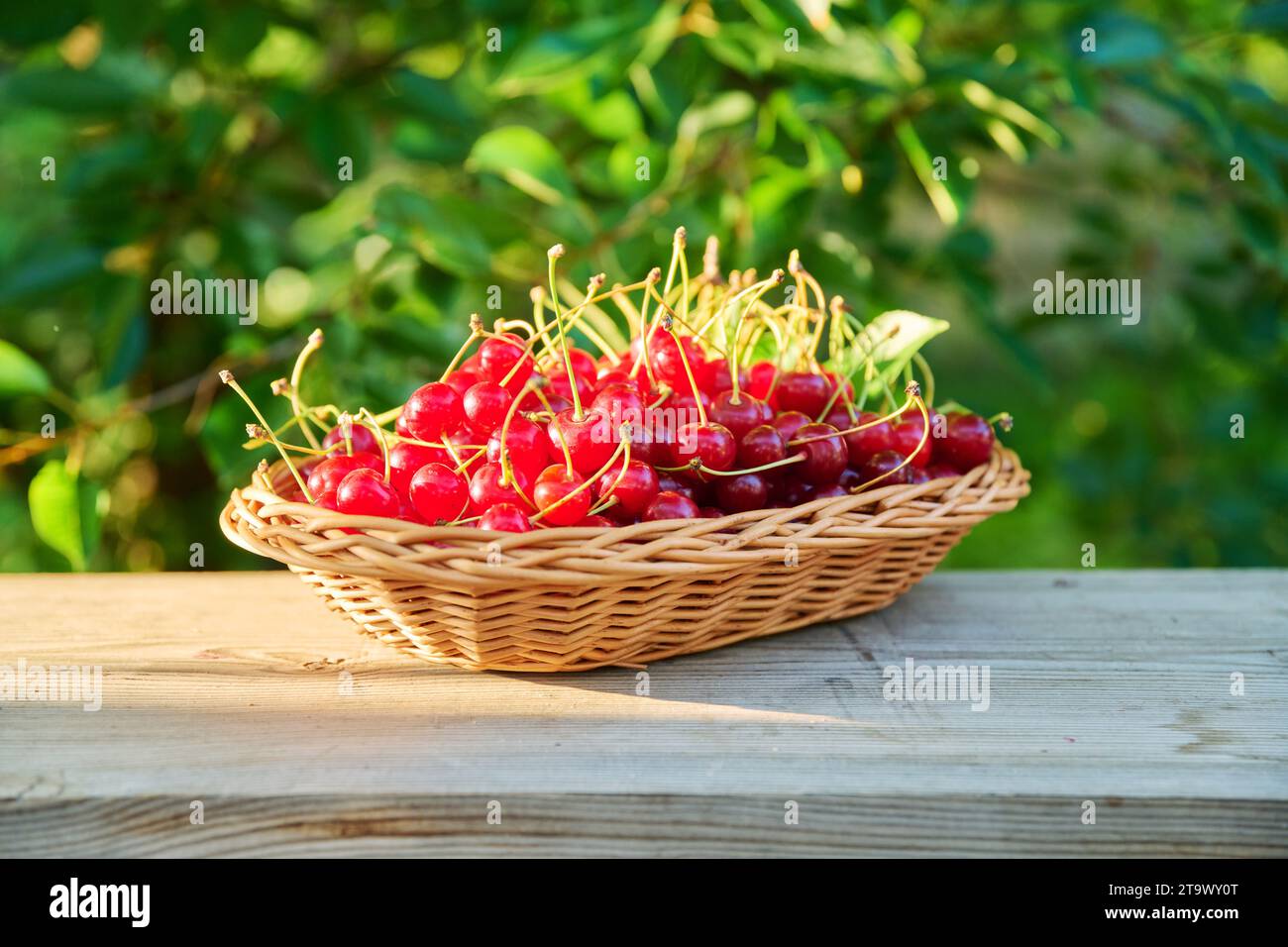Red cherries in wicker plate outdoor, cherry tree in sunlight ...