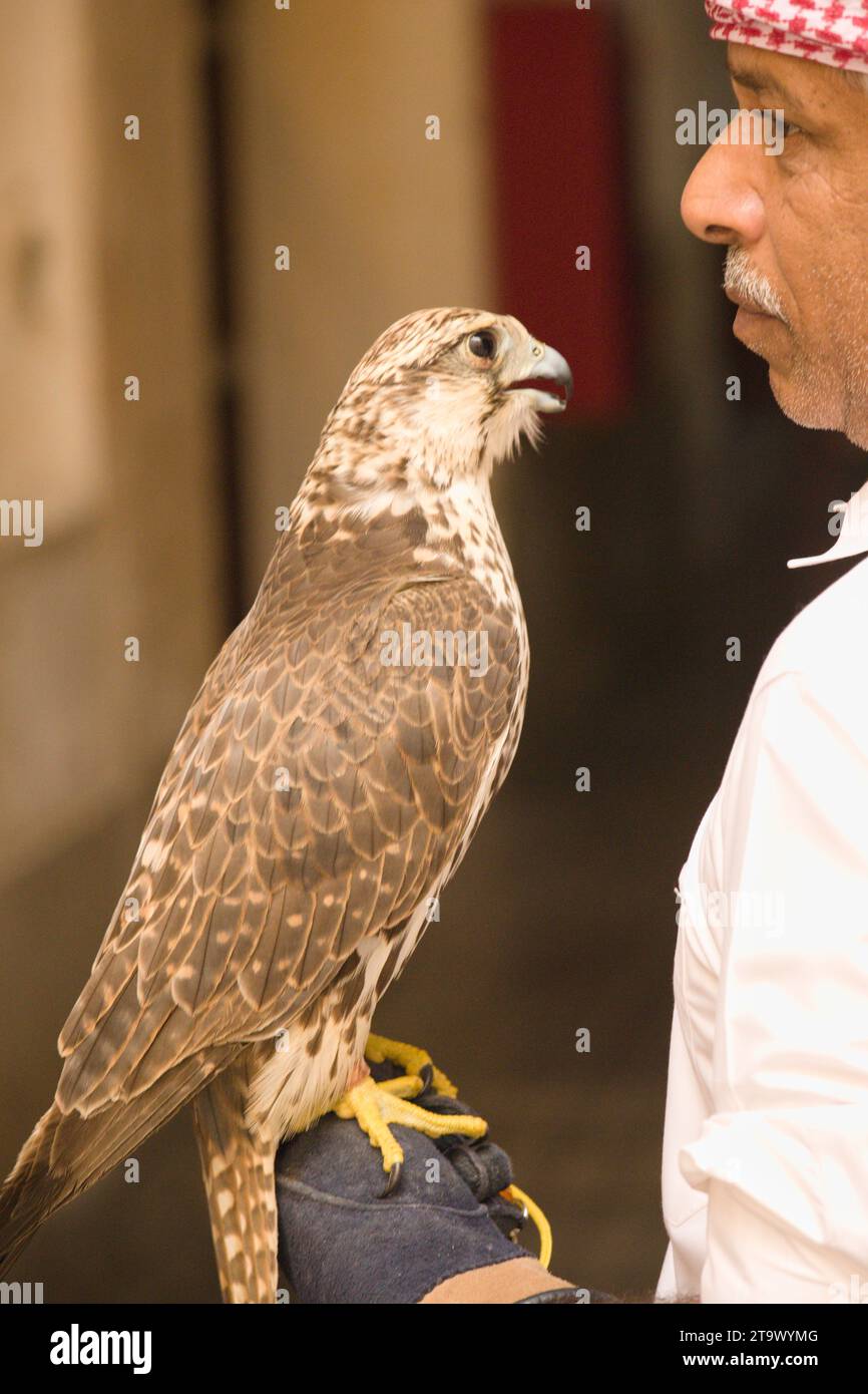 Qatar, Doha, Souk Waqif, Falcon Souq, falcon Stock Photo - Alamy