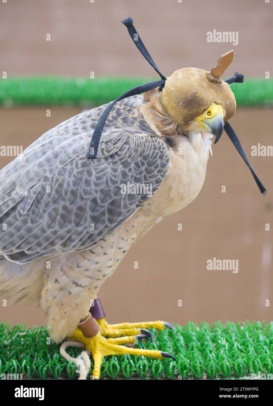 Falcon qatar hi-res stock photography and images - Alamy