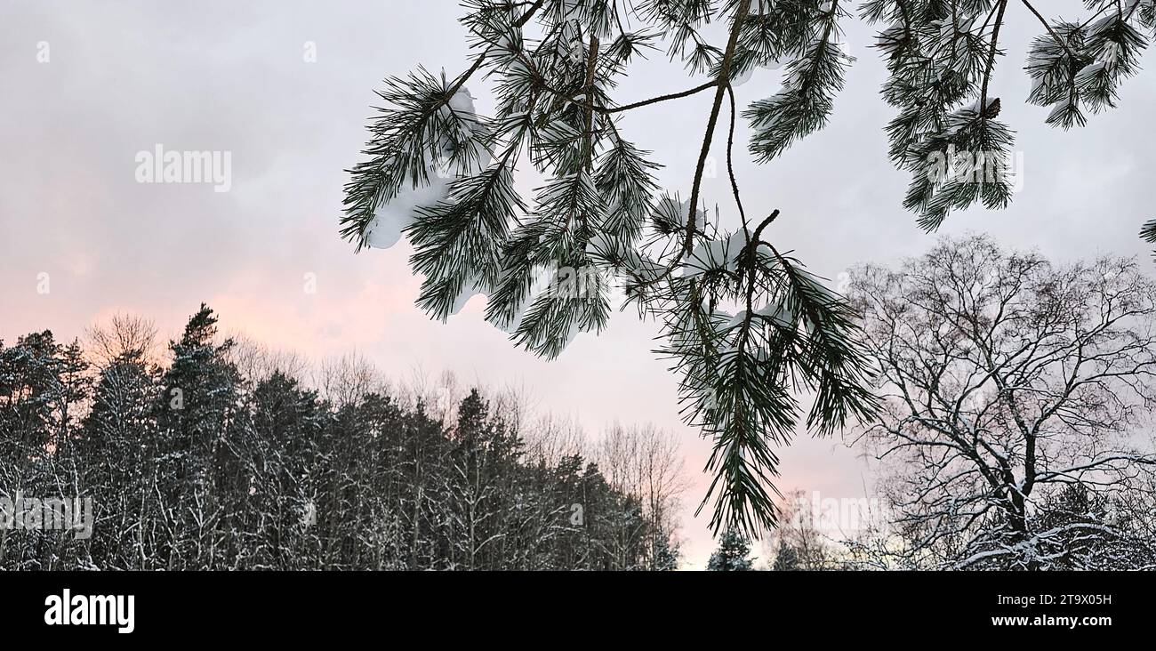 Bright light above treetops hi-res stock photography and images - Alamy