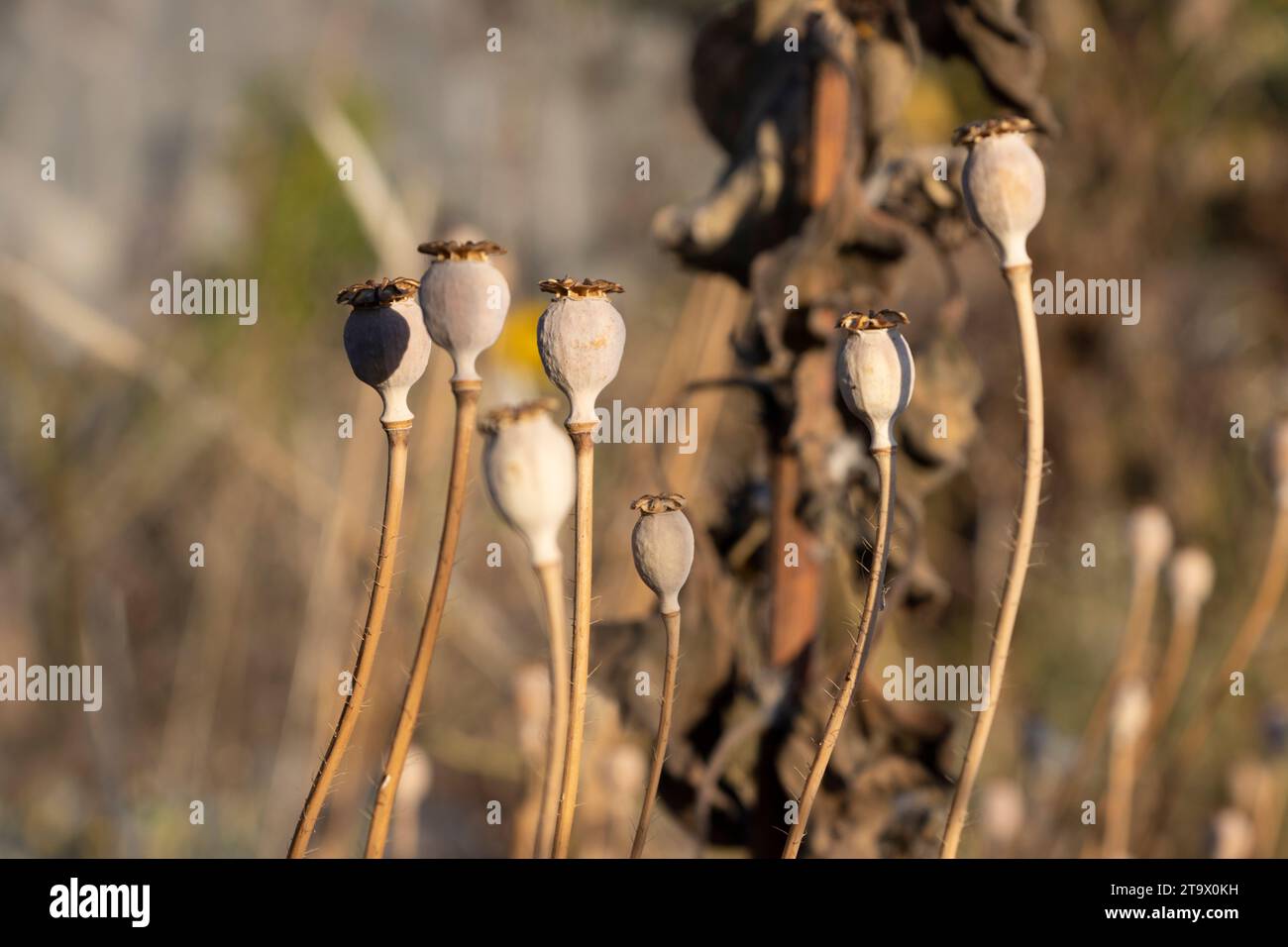 dried poppy flower, poppy seed capsule Stock Photo - Alamy