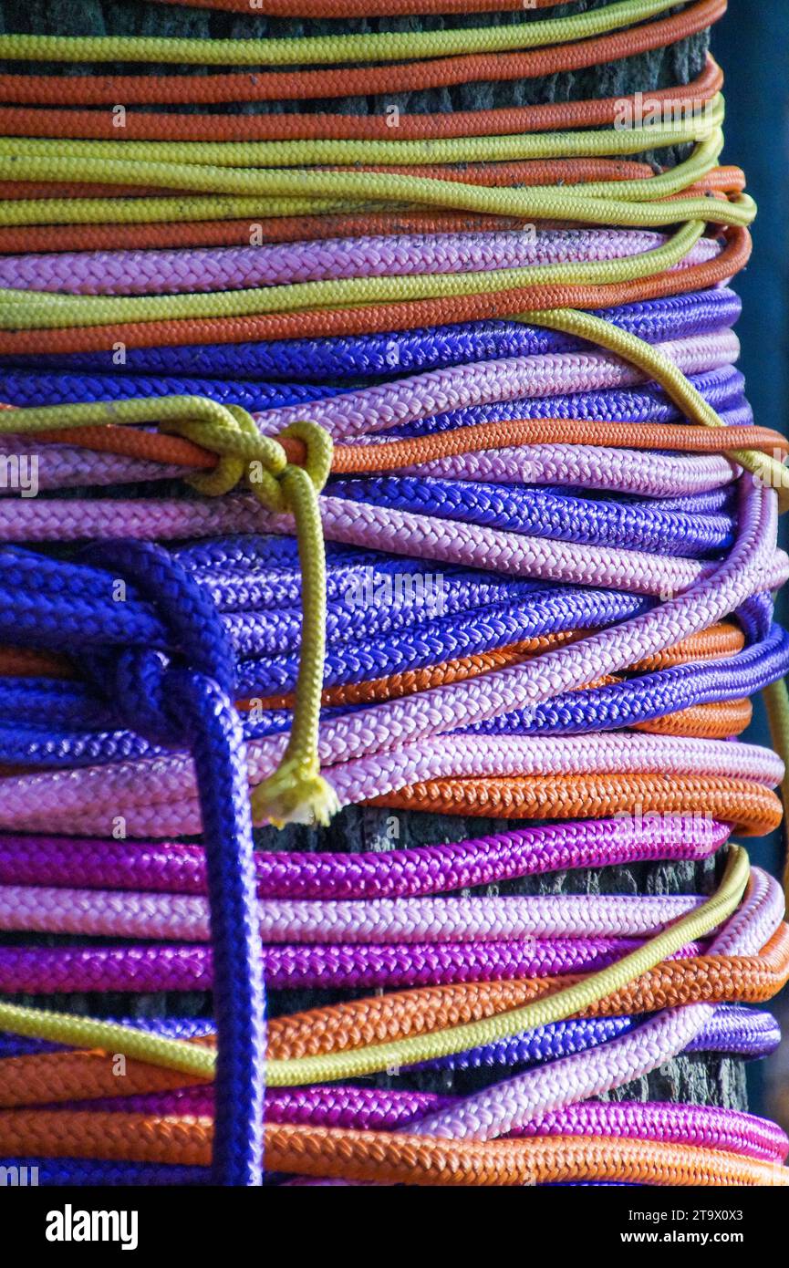 Colored tied up laces on tree Stock Photo - Alamy