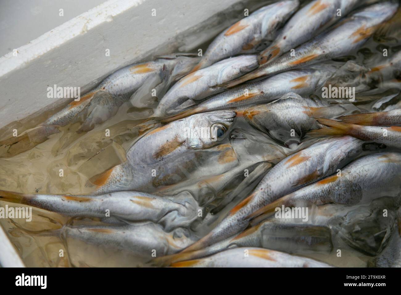 Ito, Japan; 1st October 2023: Fish at a Dried Fish shop in Ito City ...