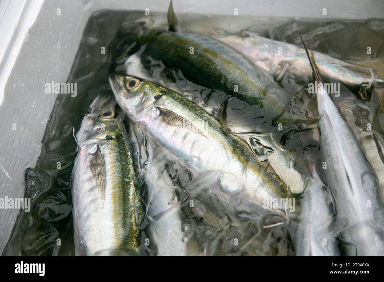 Ito, Japan; 1st October 2023: Fish at a Dried Fish shop in Ito City ...