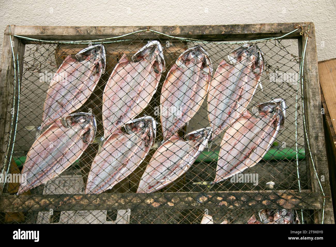 Ito, Japan; 1st October 2023: Fish at a Dried Fish shop in Ito City ...