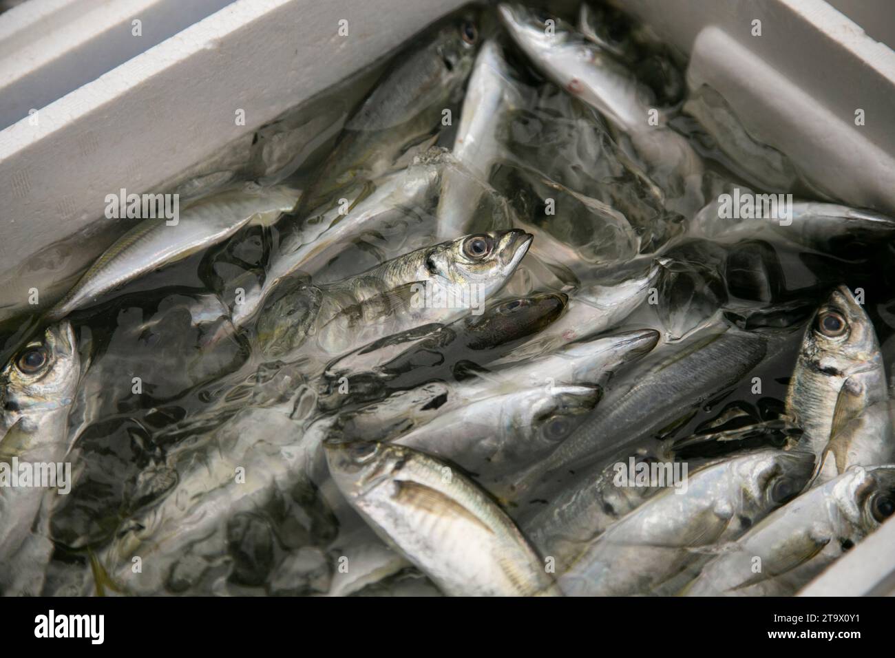 Ito, Japan; 1st October 2023: Fish at a Dried Fish shop in Ito City ...