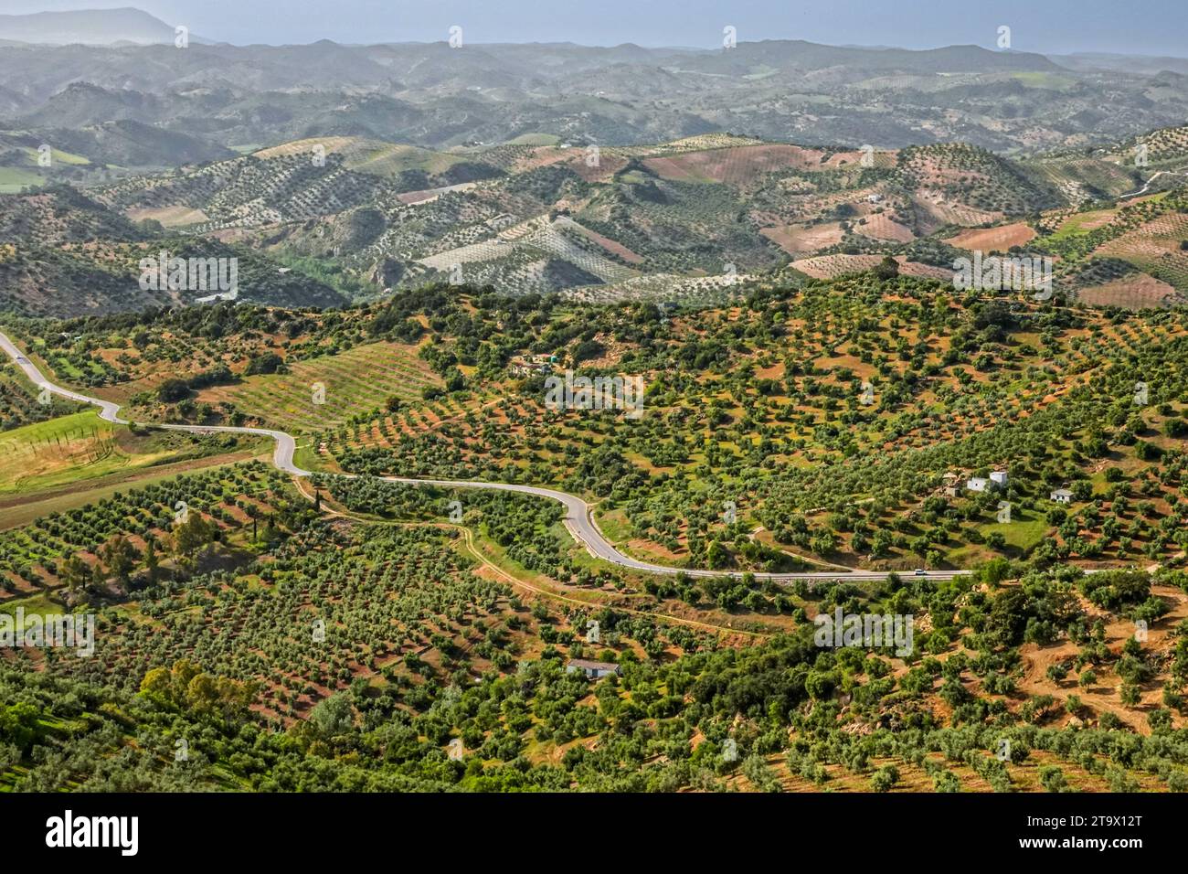 Thousands of olive trees in the valley around the white walled village ...