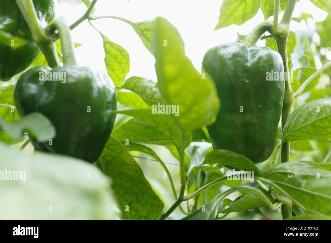 Green sweet pepper in the garden Stock Photo - Alamy