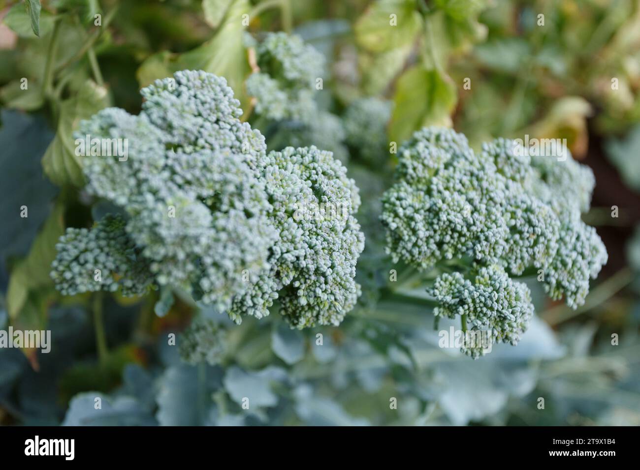 Broccoli cultivation in the vegetable garden Stock Photo - Alamy