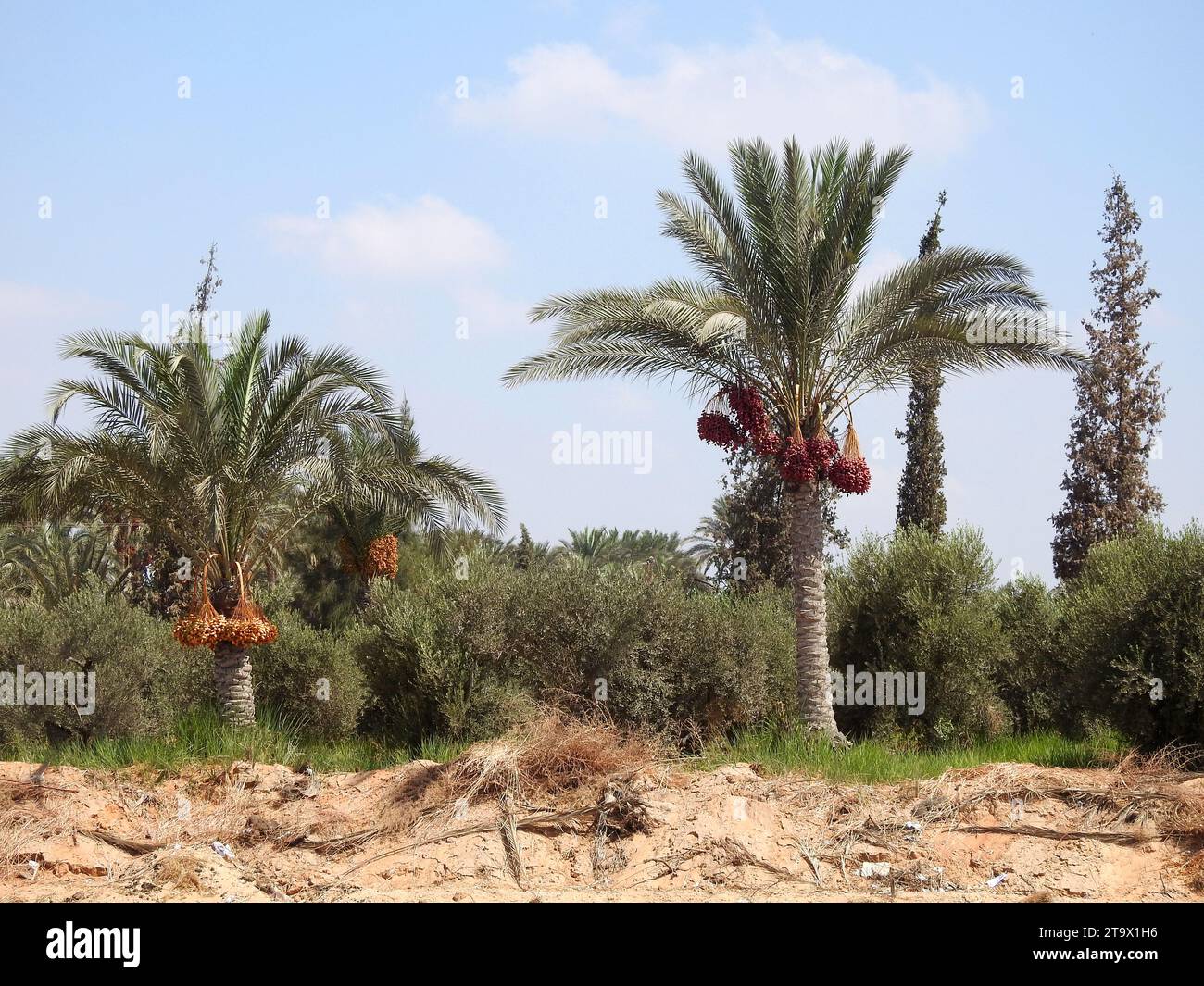 Phoenix dactylifera, the date palm, a flowering-plant species in the ...