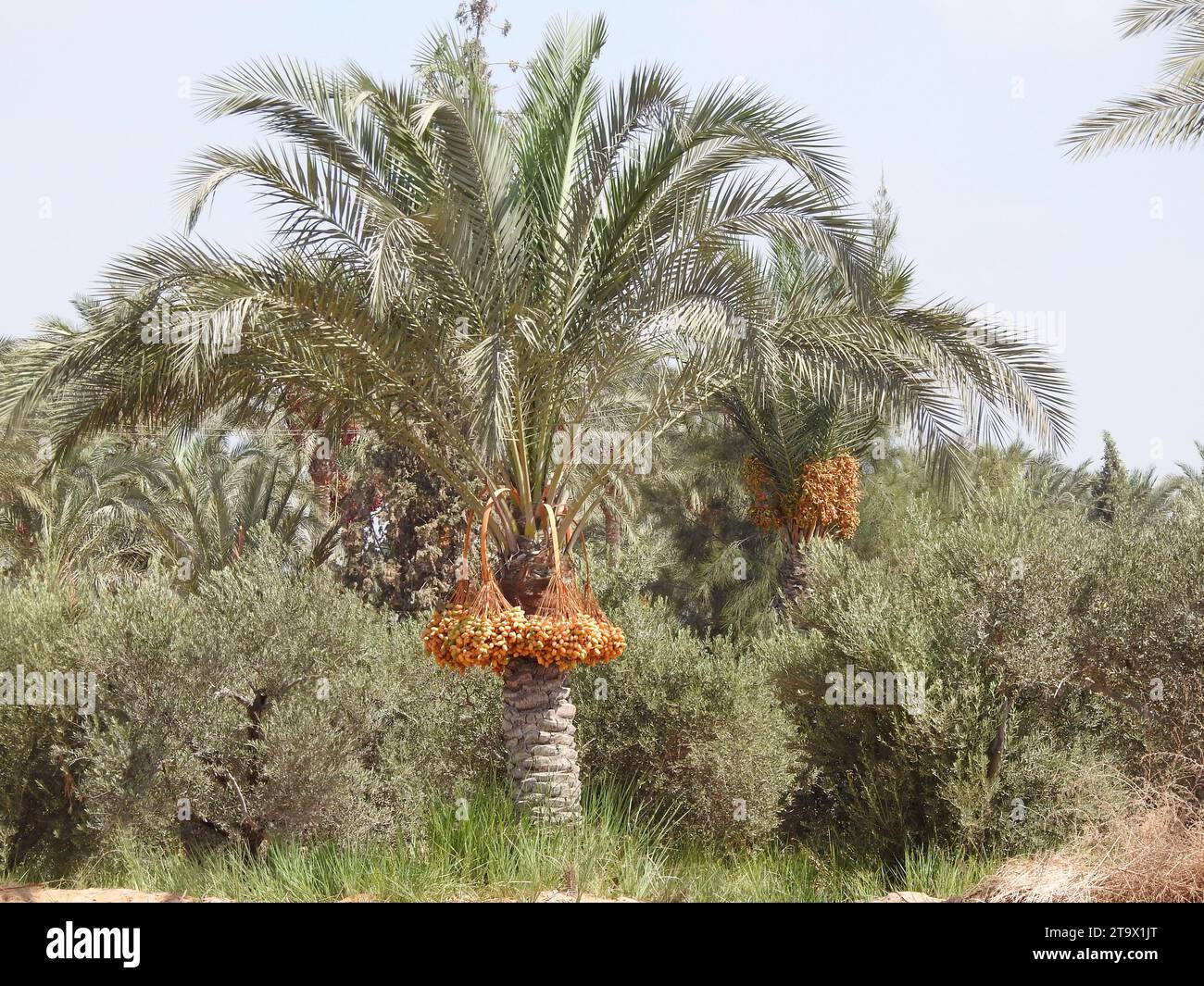 Phoenix dactylifera, the date palm, a flowering-plant species in the ...