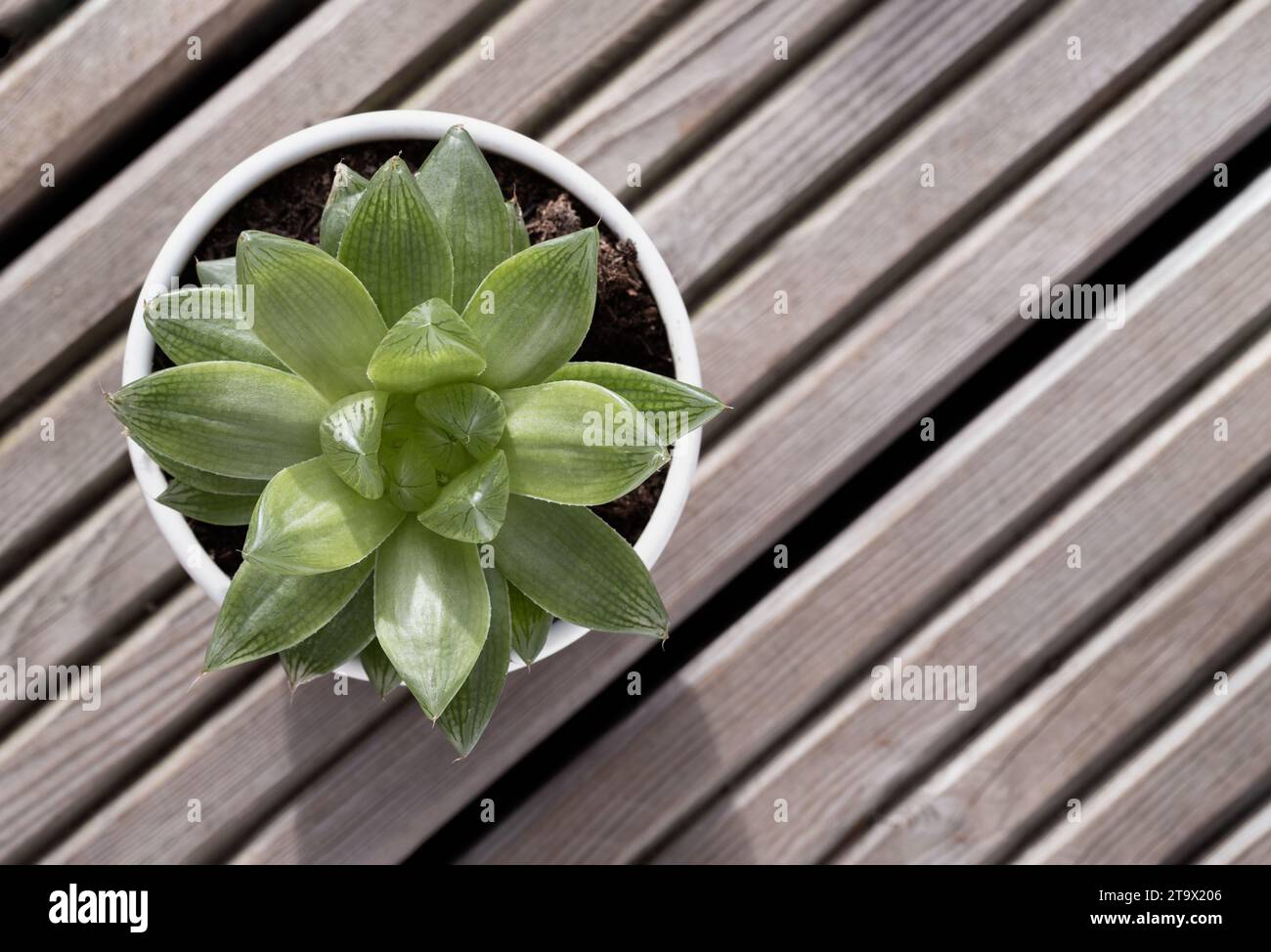 Top view of Haworthia cymbiformis (Cathedral Window Haworthia ...