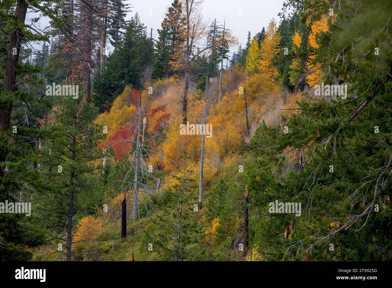 An old forest fire that left scared and dead trees are surrounding by ...