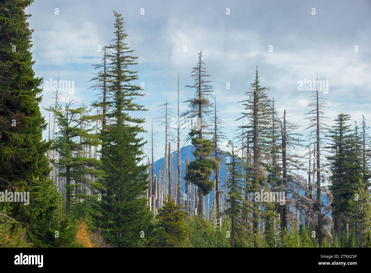 An old forest fire that left scared and dead trees are surrounding by ...